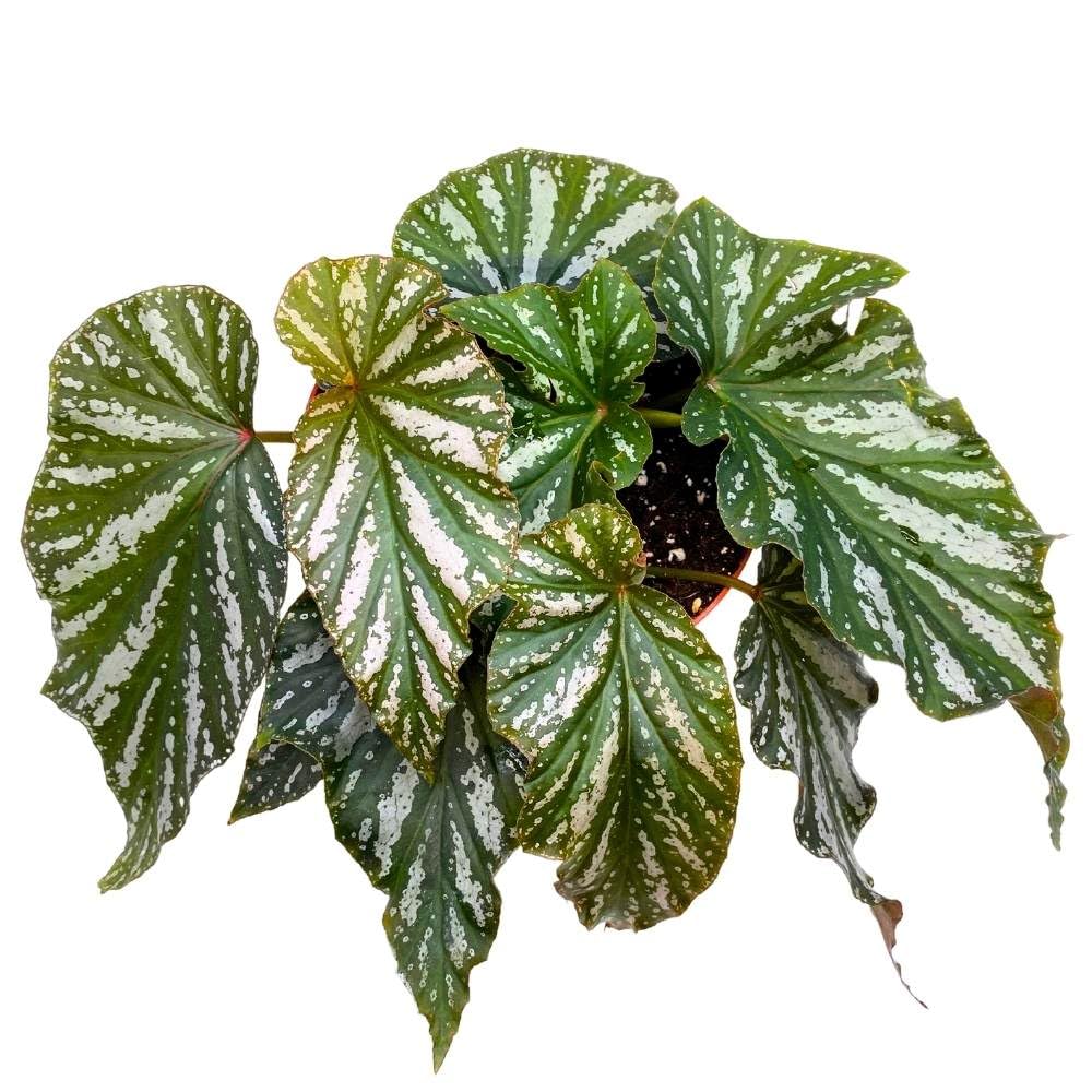 Harmony's Silver Mist Angel Wing, 6 inch Cane Begonia Green White ...