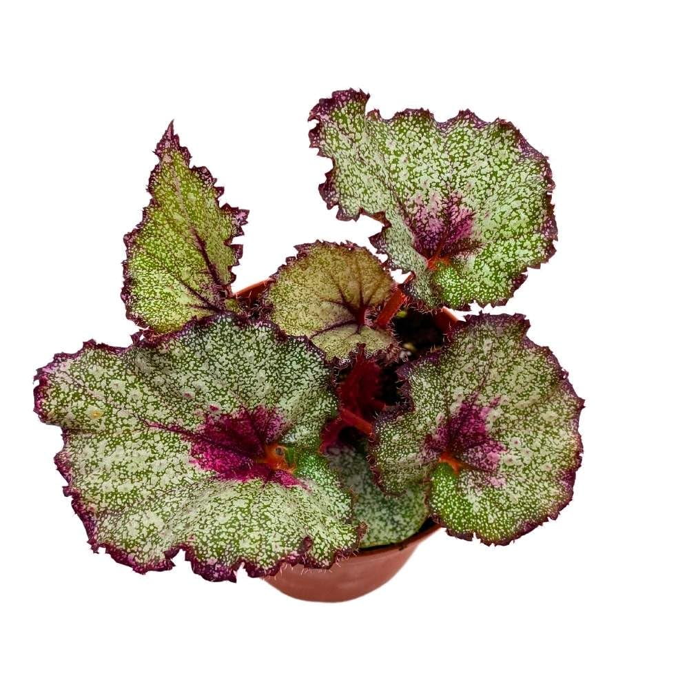 Harmony's Sleigh Bells 4 inch Begonia Rex White Christmas - Walmart.com