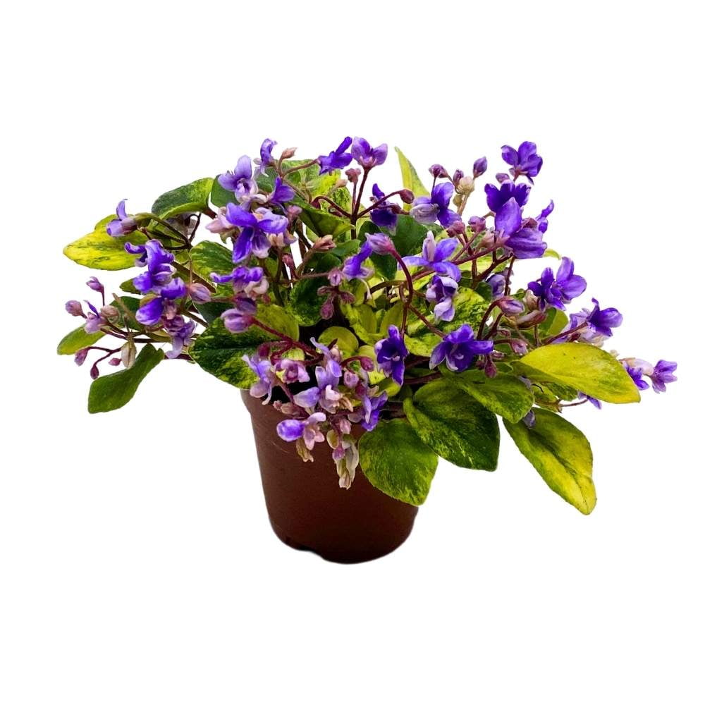 BubbleBlooms Mini African Violet, Variegated Harmony Spring Fever, 2 ...