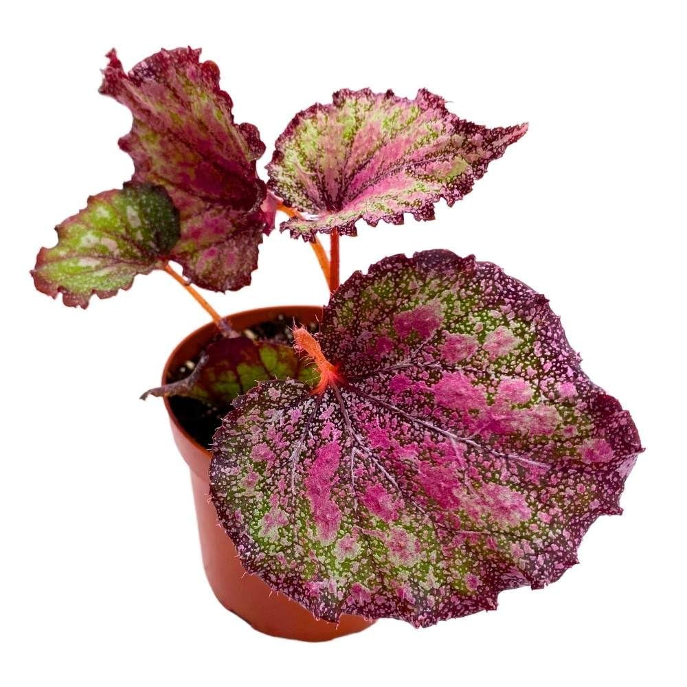 Harmony's Stained Glass 4 inch Begonia Rex Multicolored Splash ...