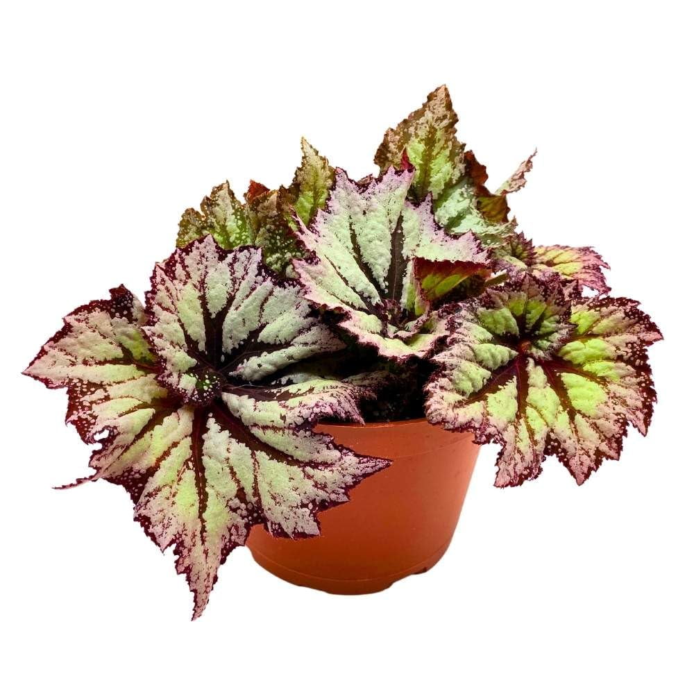 Harmony's Starburst Begonia Rex 6 inch New Hybrid Star Spiral - Walmart.com