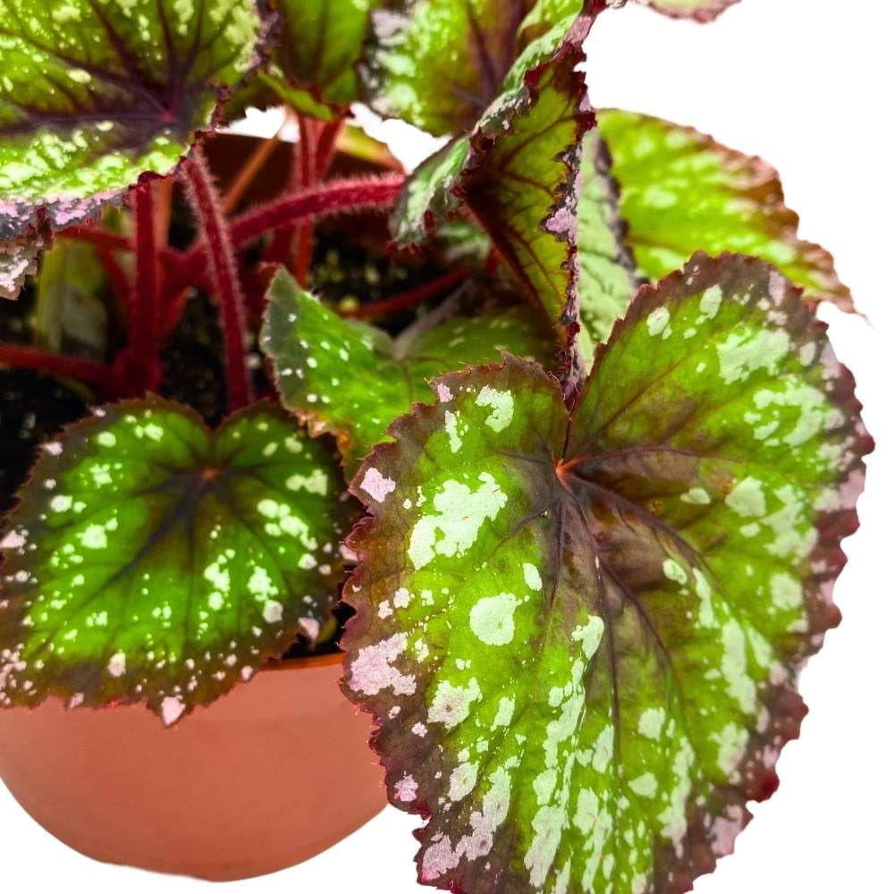 Harmony's Starry Night, 4 inch, Begonia rex Purple Green White Splash ...