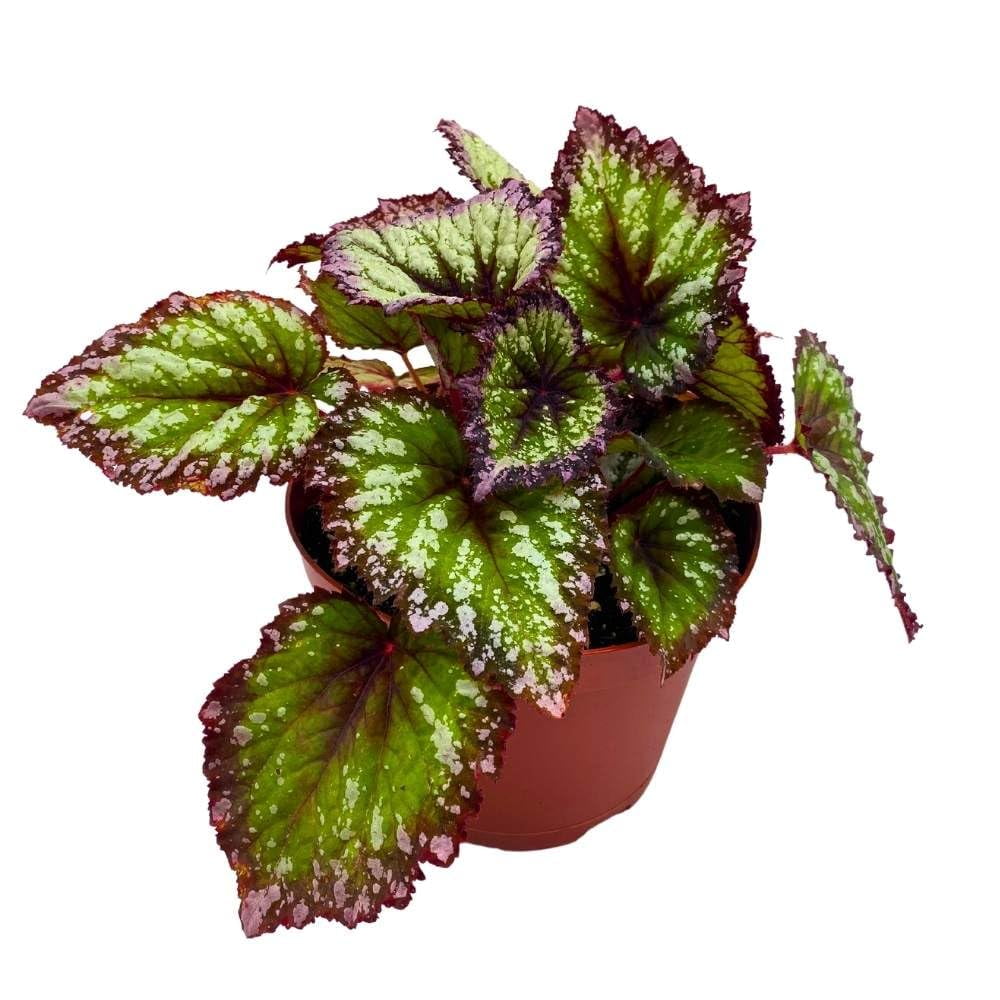 Harmony's Starry Night Begonia Rex Purple Green White Splash - Walmart.com