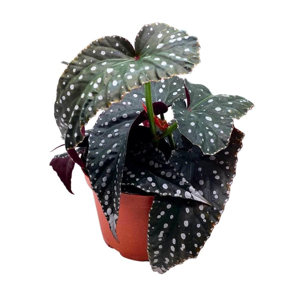 Harmony's Supernatural Angel Wing, 6 inch Cane Begonia Large Silver Tip ...