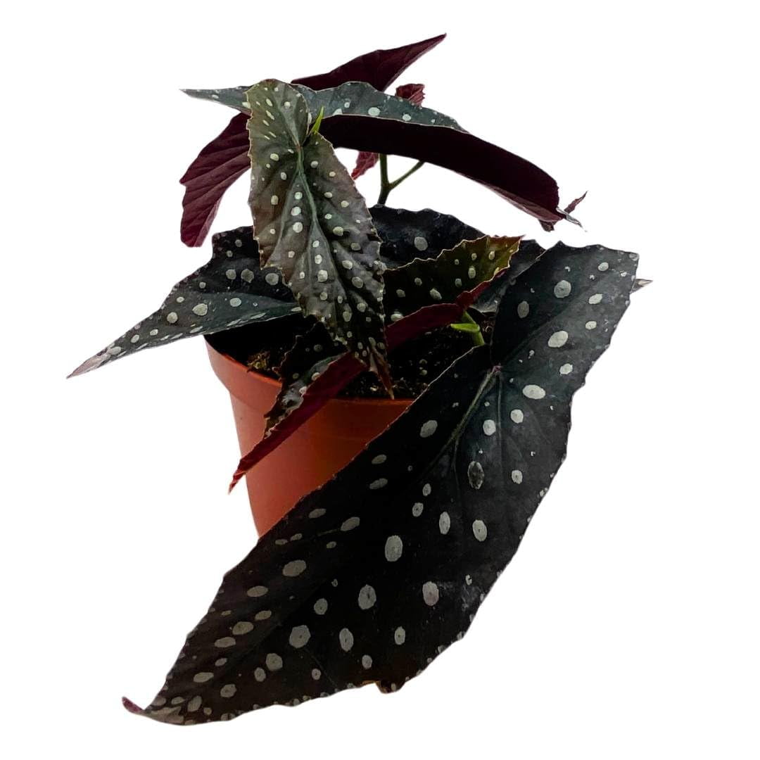Harmony's Talon Angel Wing Cane Begonia 6 inch Narrow Leaves Silver ...
