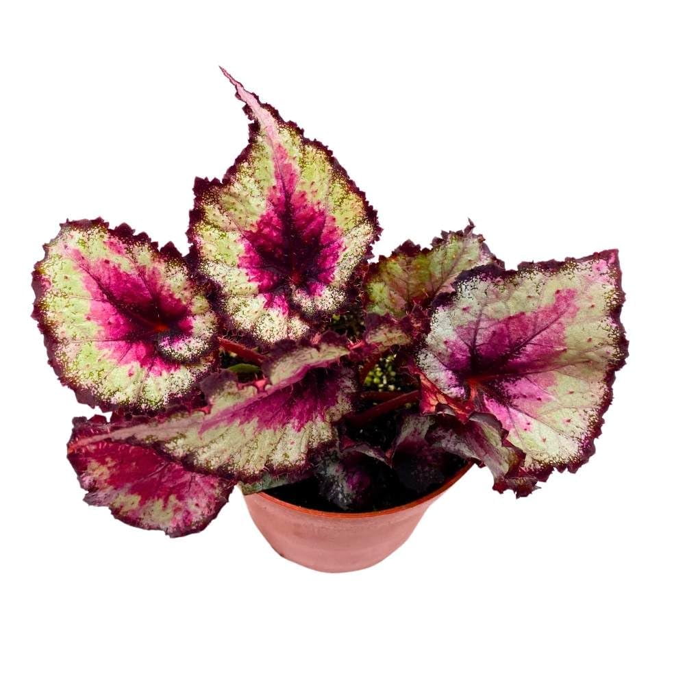Harmony's Taste of Poison Begonia Rex, 4 inch Pink Center Purple Band ...