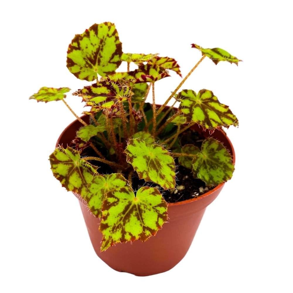 Harmony's Tiger Kitten 4 inch Rhizomatous Begonia Rhizo Yellow Red Mini ...