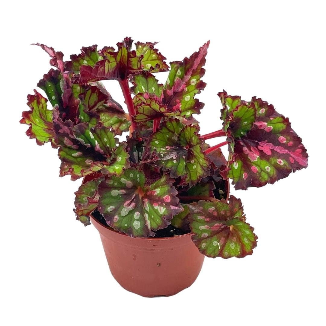 Harmony's Tongue Twister Holographic Begonia Rex, 4 inch Painted-Leaf ...