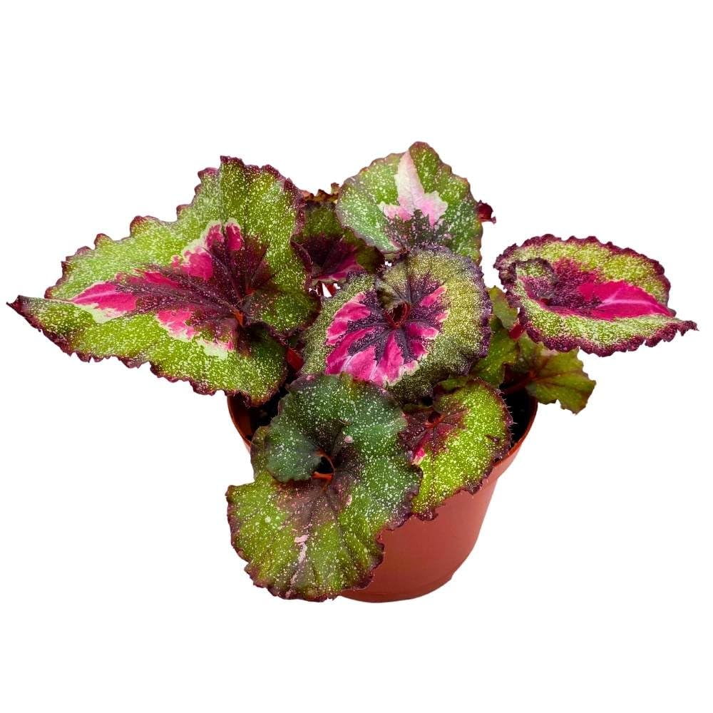 Harmony's True Love, 4 inch, Begonia rex Green Pink and White Splash ...