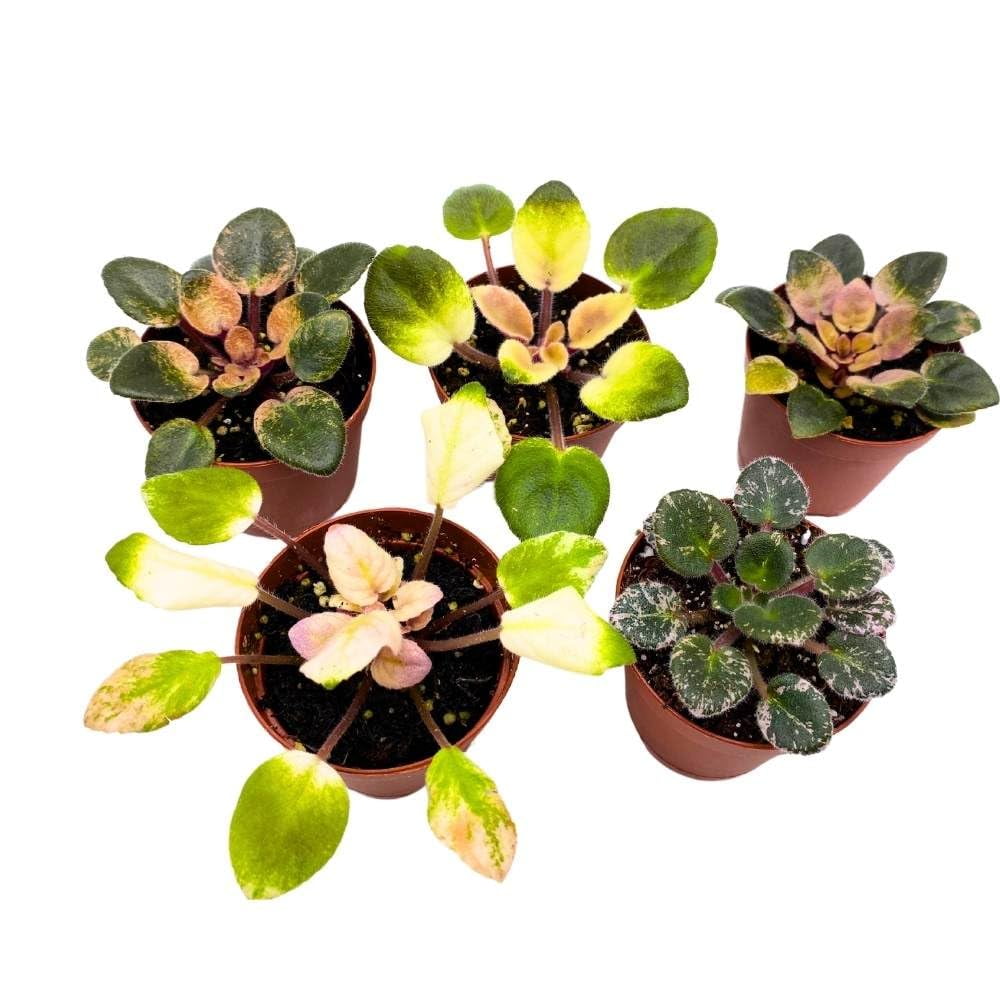 Harmony's Variegated African Violet Assortment, 2 inch Set of 5, Rare ...
