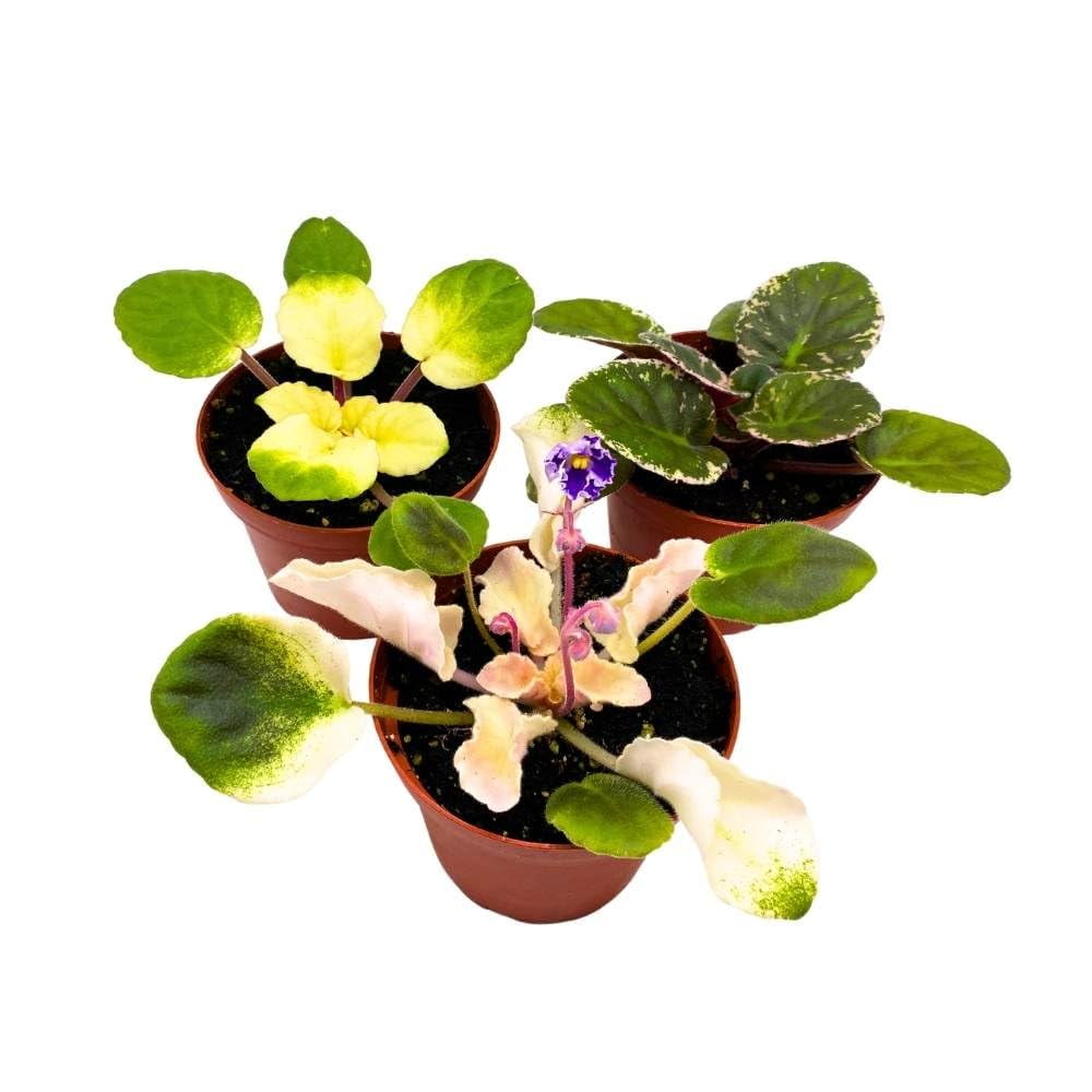 Harmony's Variegated African Violet Assortment, 4 inch Set of 3, Rare ...