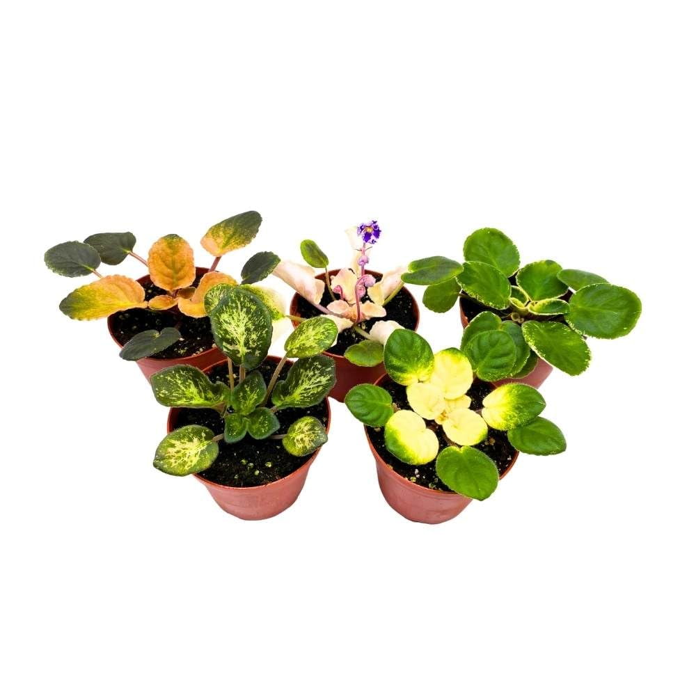 Harmony's Variegated African Violet Assortment, 4 inch Set of 5, Rare ...
