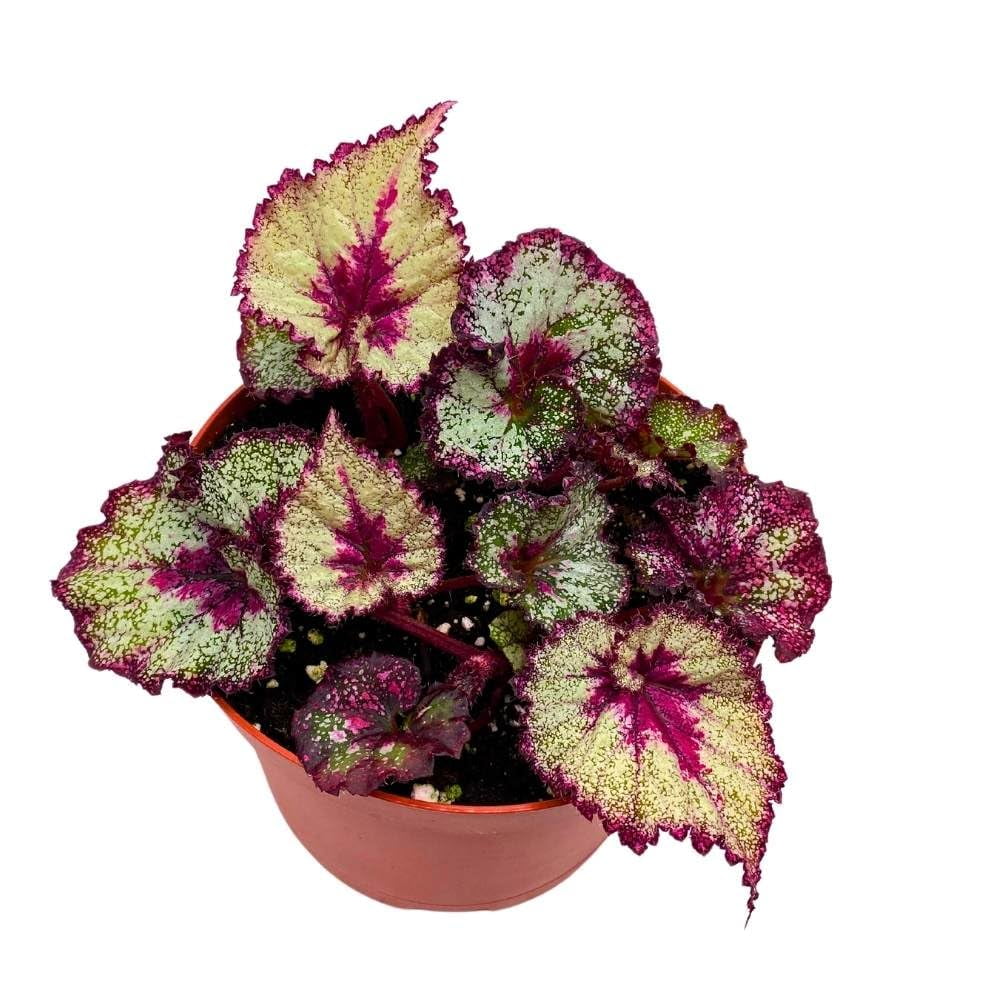 Harmony's Very Berry Begonia Rex 6 inch Pink Heart Spiral White Splashy ...