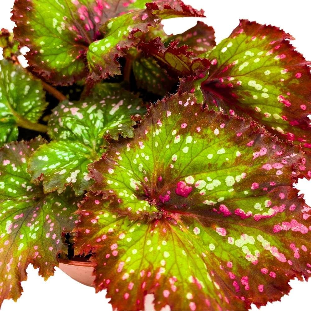Harmony's Whirly Bird, 4 inch, Begonia rex Pink Green Spiral White ...