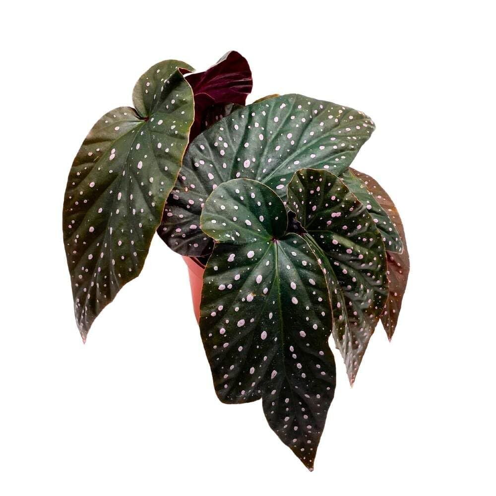Harmony's Yin and Yang Angel Wing Hybrid Cane Begonia, 6 inch, Pink ...