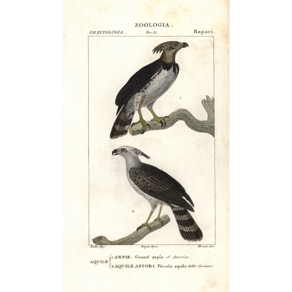 Harpy Eagle Harpia HarpyjaA Poster Print By ?? Florilegius Mary Evans ...