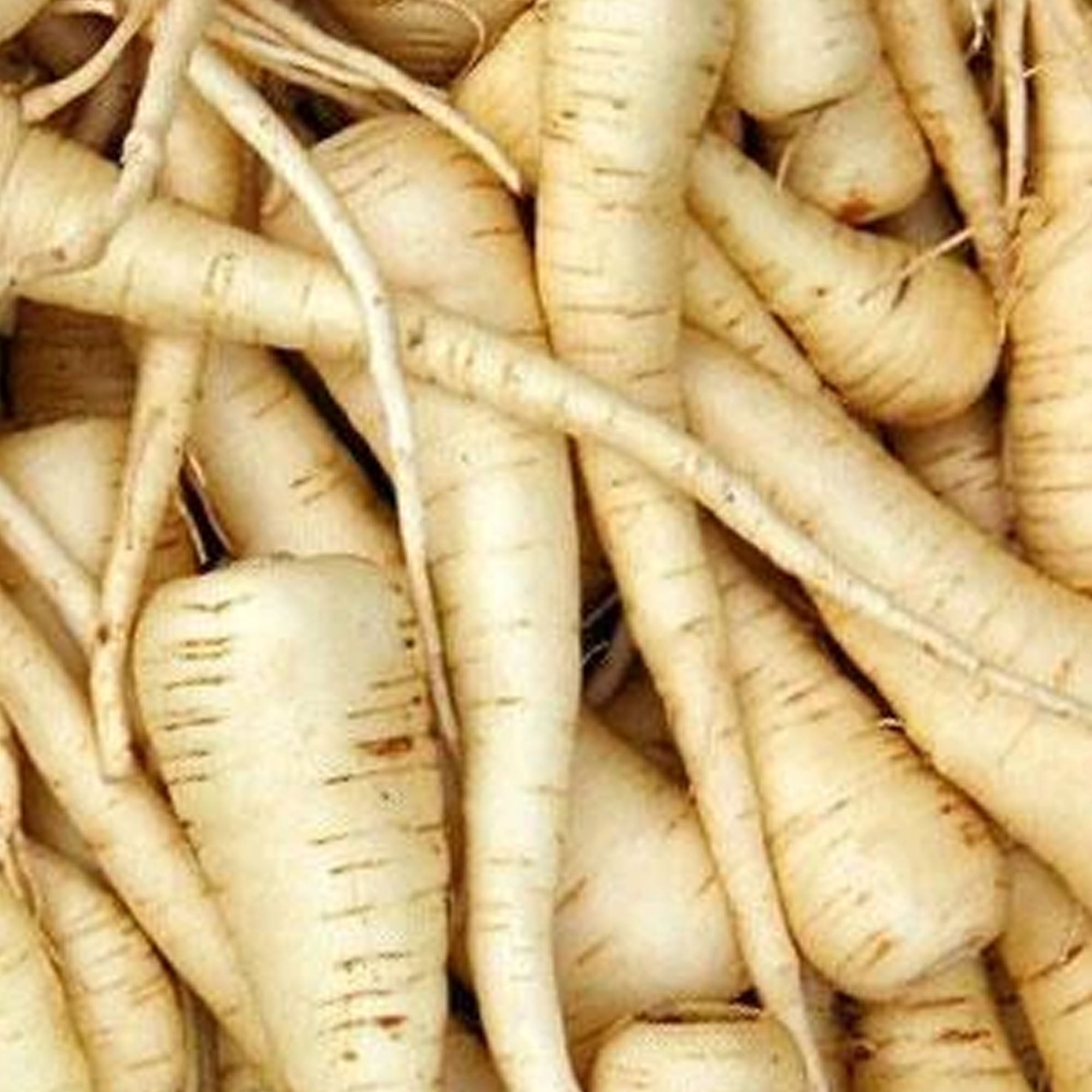 Harris Model Parsnip - 3 g ~500 Seeds - Heirloom, Open Pollinated, Non ...