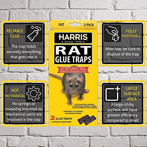 Harris Rat Glue Traps, Fully Disposable (2-Pack) - Walmart.com