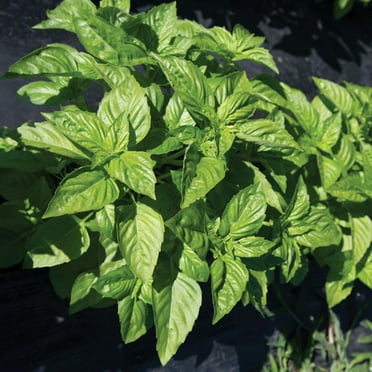 Basil Prospera Premium F1 Organic Seed - NON-GMO - 250 Seeds - Walmart.com