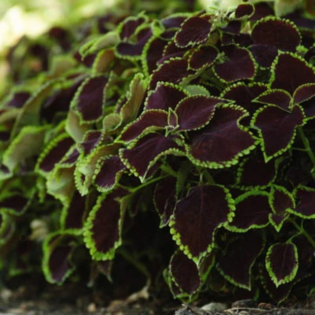 Harris Seeds 14-20" Coleus Chocolate Mint Seeds - 100 Seeds - Walmart.com