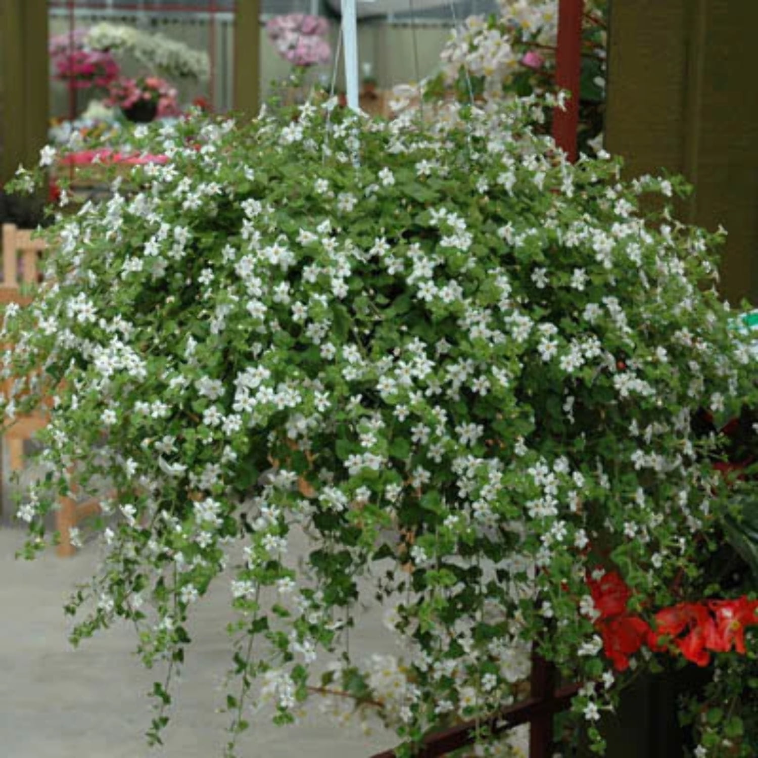 Harris Seeds 216405 Bacopa Snowtopia Plant Seeds - Walmart.com