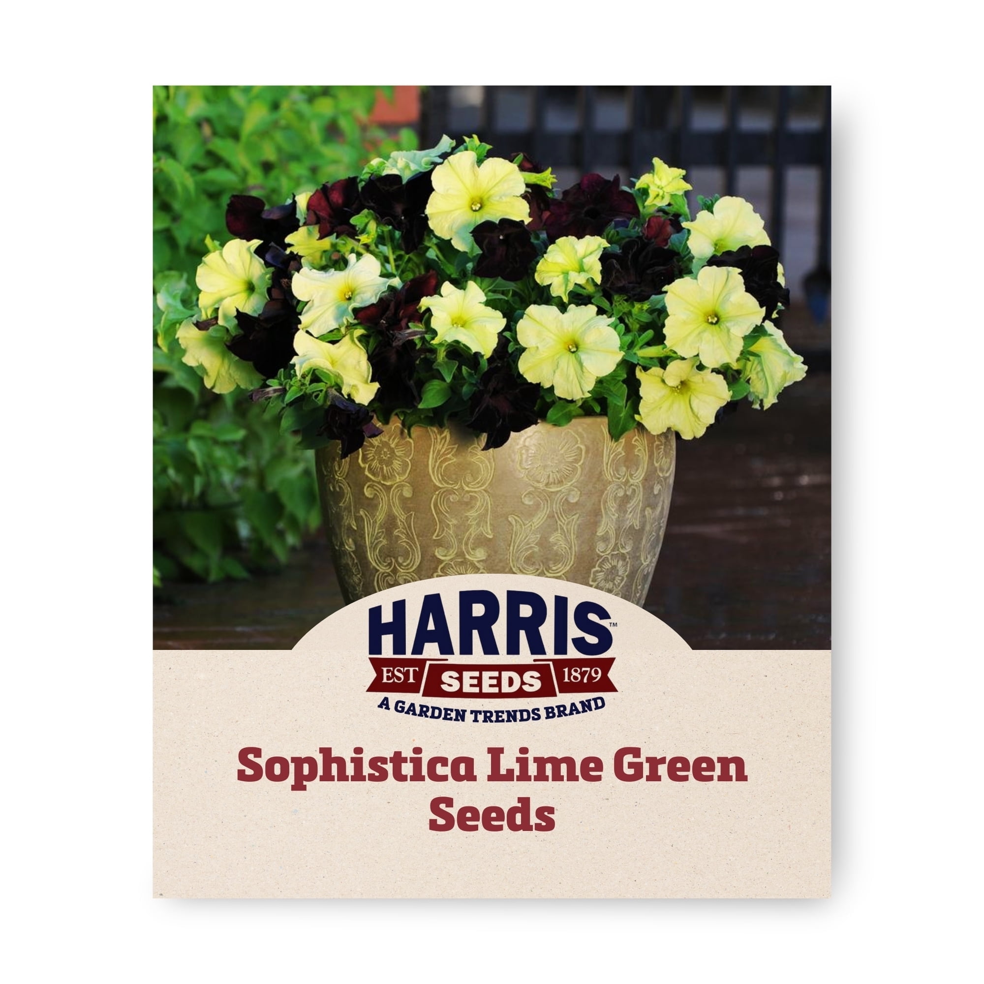 Harris Seeds 413480 Petunia Sophistica Lime Green F1 Plant Seeds ...