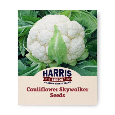 Kohlrabi Seeds - Korist Organic Variety Kohlrabi Seeds - Non-GMO - 50 ...