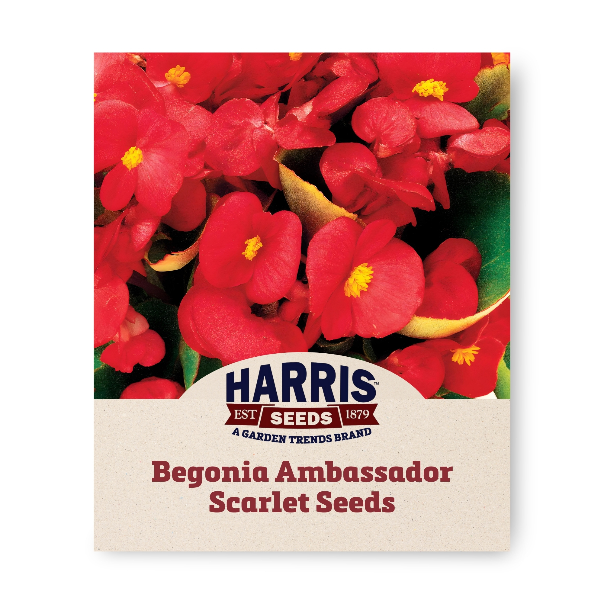Harris Seeds 500 Begonia Ambassador Scarlet F1 Plant Seeds, NON-GMO ...