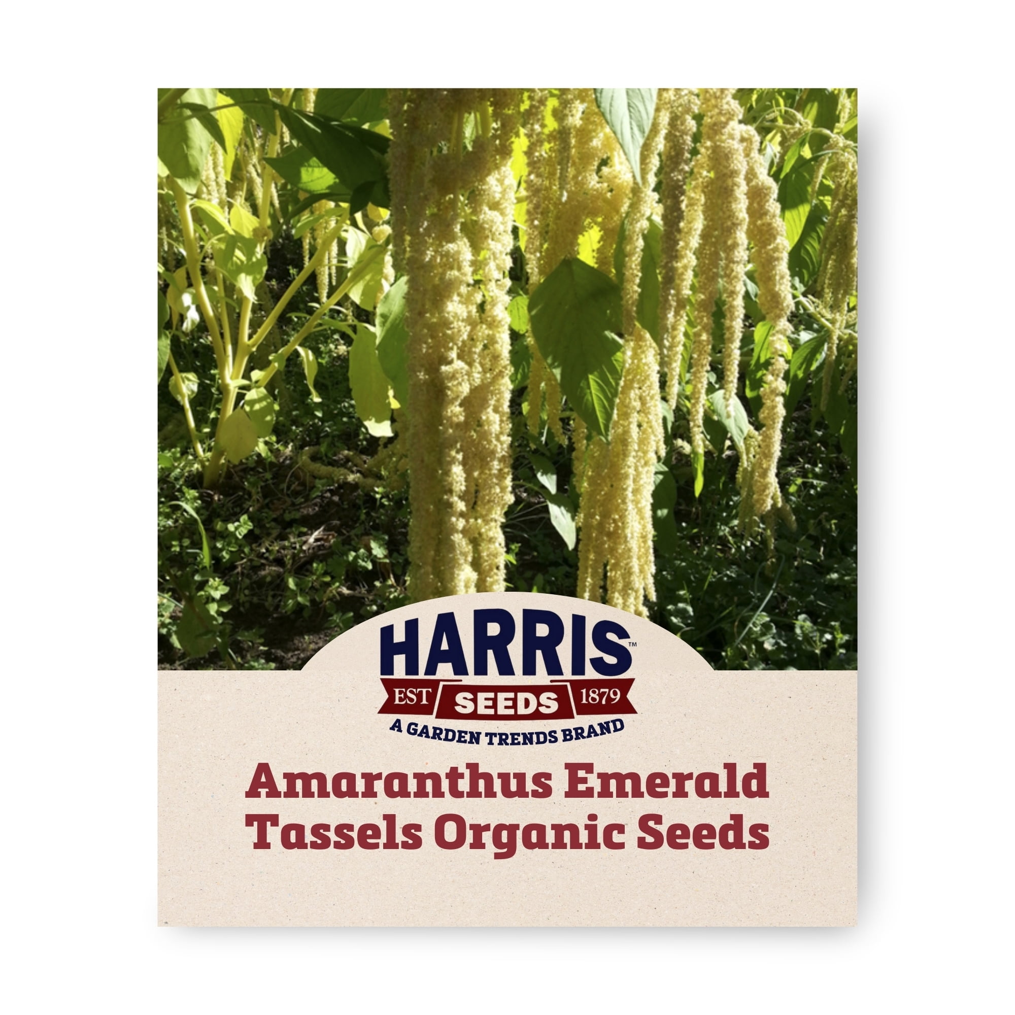 Harris Seeds - Amaranthus Emerald Tassels Organic Seeds - Fast ...