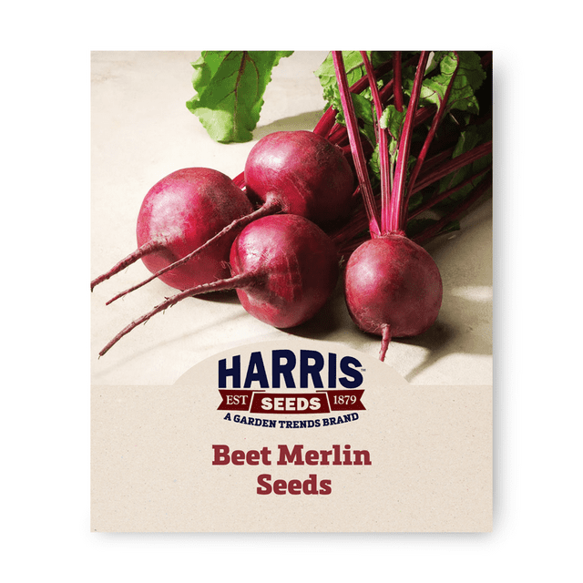 Harris Seeds - Beet Seeds - F1 Hybrid Sweet Merlin Raw Variety - 250 ...
