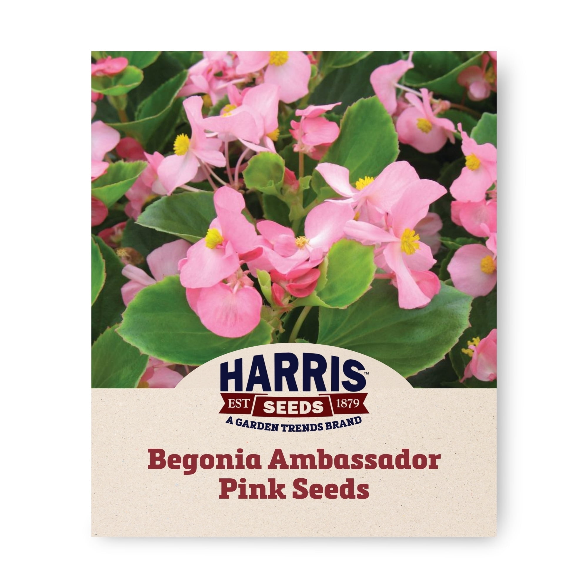 Harris Seeds - Begonia Ambassador Pink F1 Seeds - Early Blooms - 500 ...