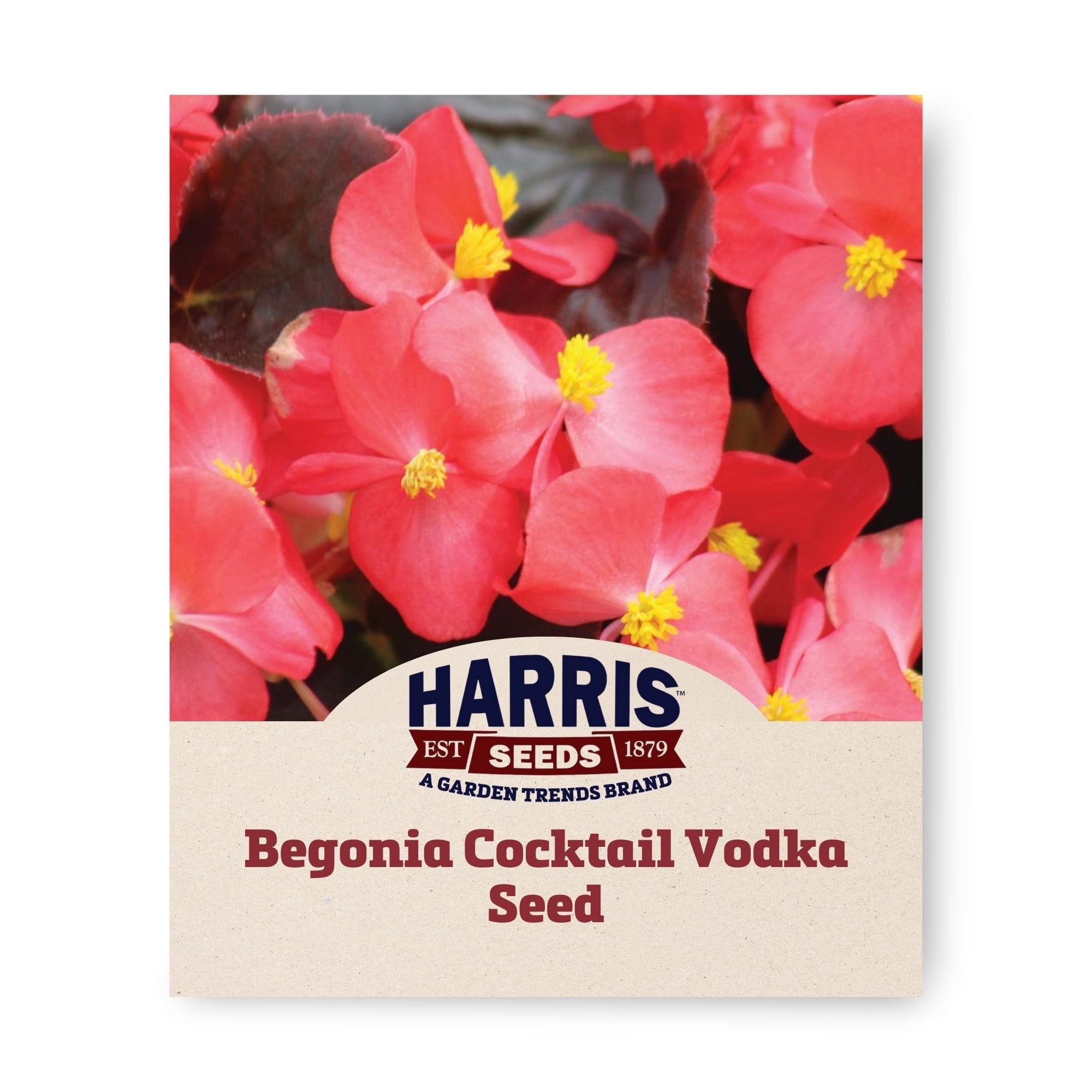Harris Seeds - Begonia Cocktail Vodka F1 Seeds -Bright Blooms - 500 ...