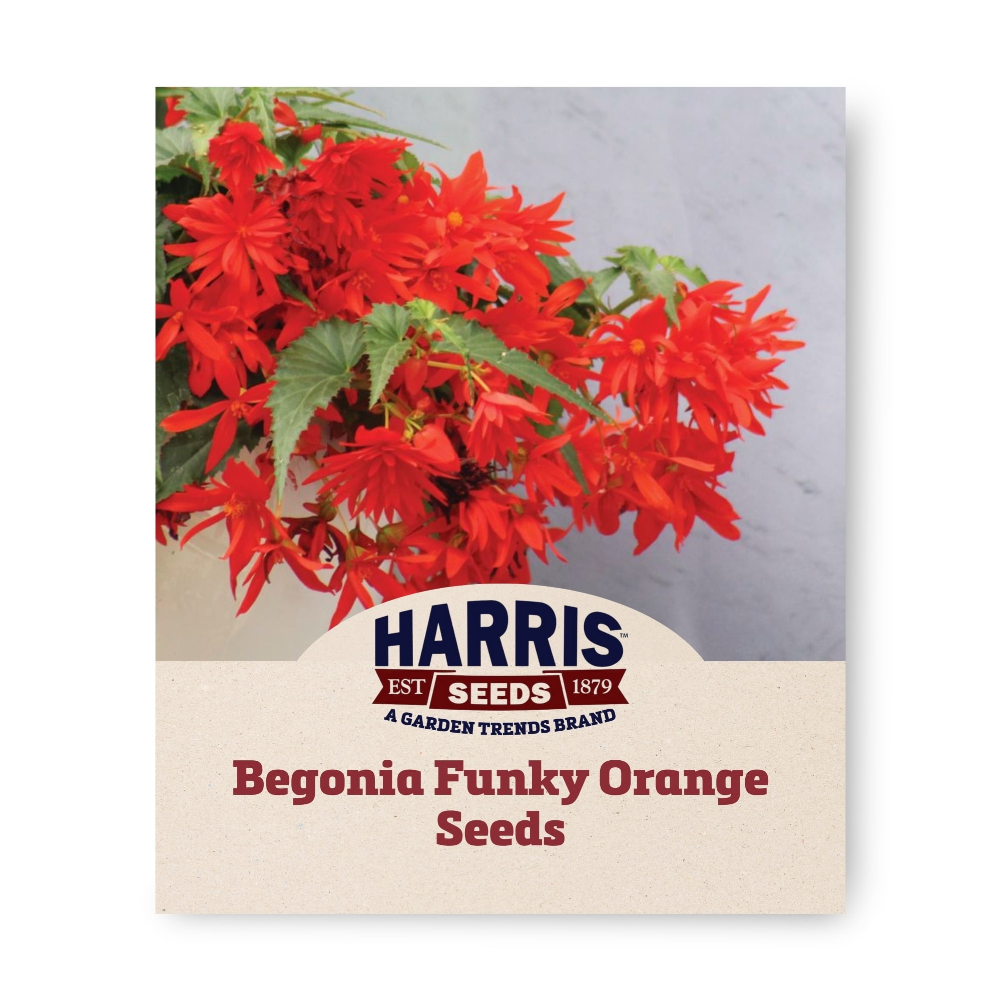 Harris Seeds - Begonia Funky Orange F1 Seeds - Large Flowers - 100 ...