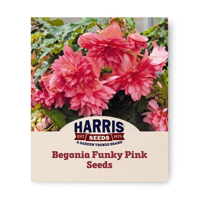 Harris Seeds - Begonia Funky Pink F1 Seeds - Double Blooms for ...