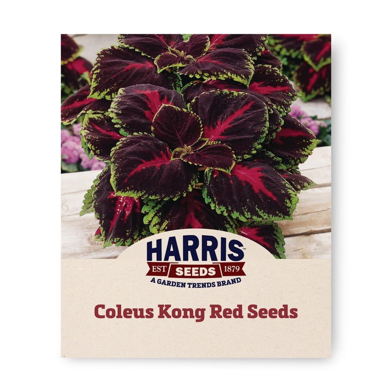 Harris Seeds - Coleus Kong Red Seeds - Extra-Large Leaves and Stunning ...