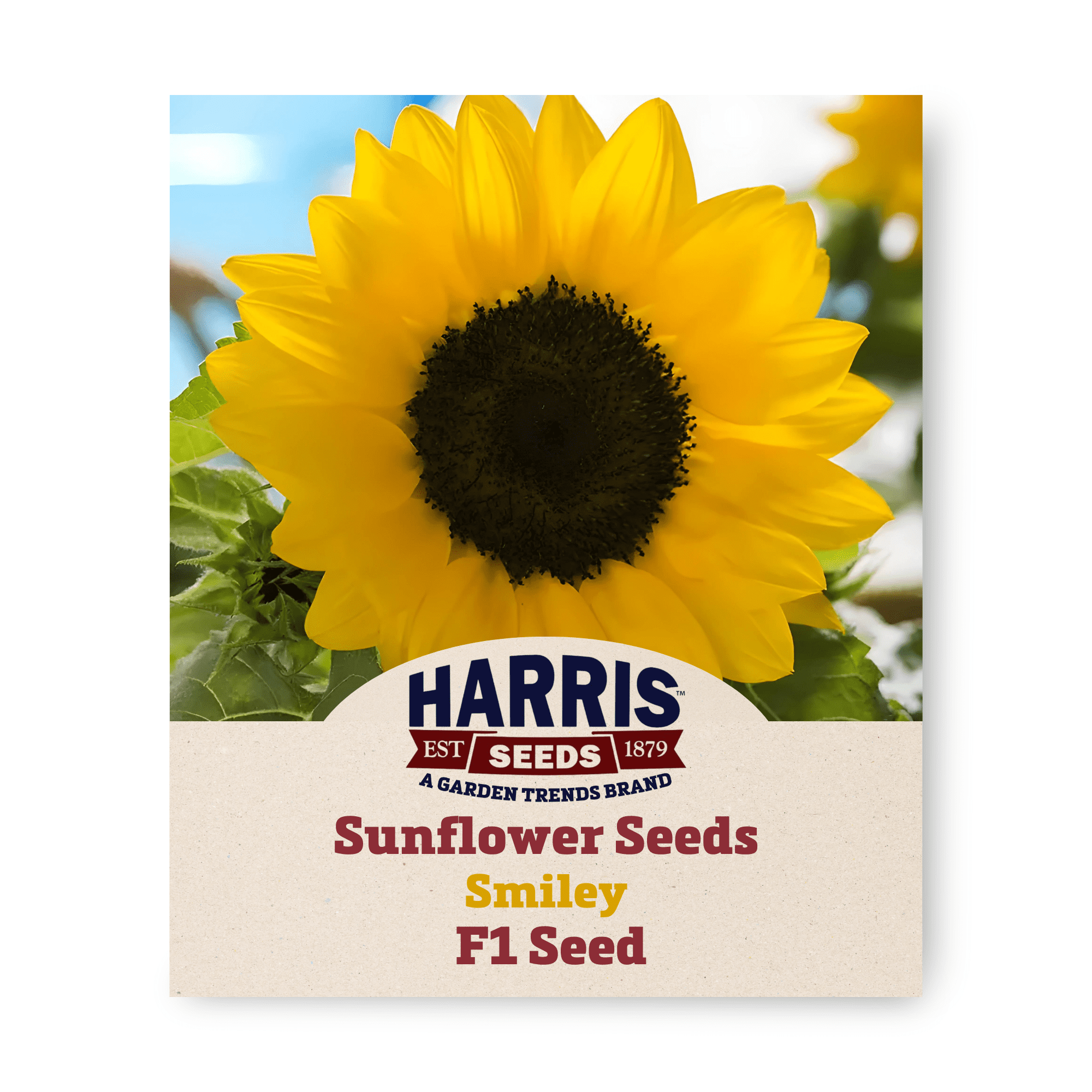Harris Seeds Dwarf Sunflower Smiley F1 - 50 Seeds, Flower Plants for ...