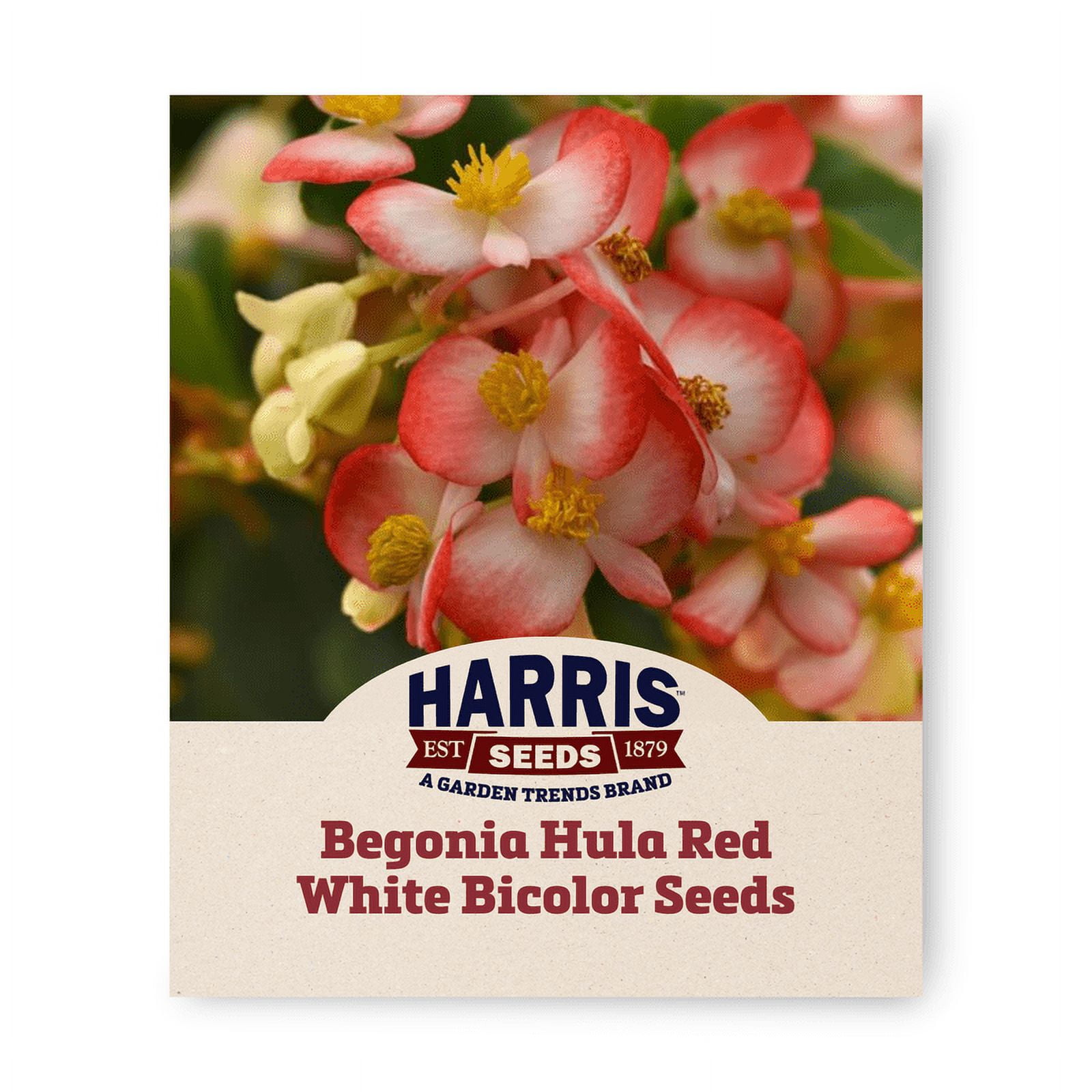 Harris Seeds - F1 Bicolor Hula Red White Begonia Seeds - 100 Pelleted ...