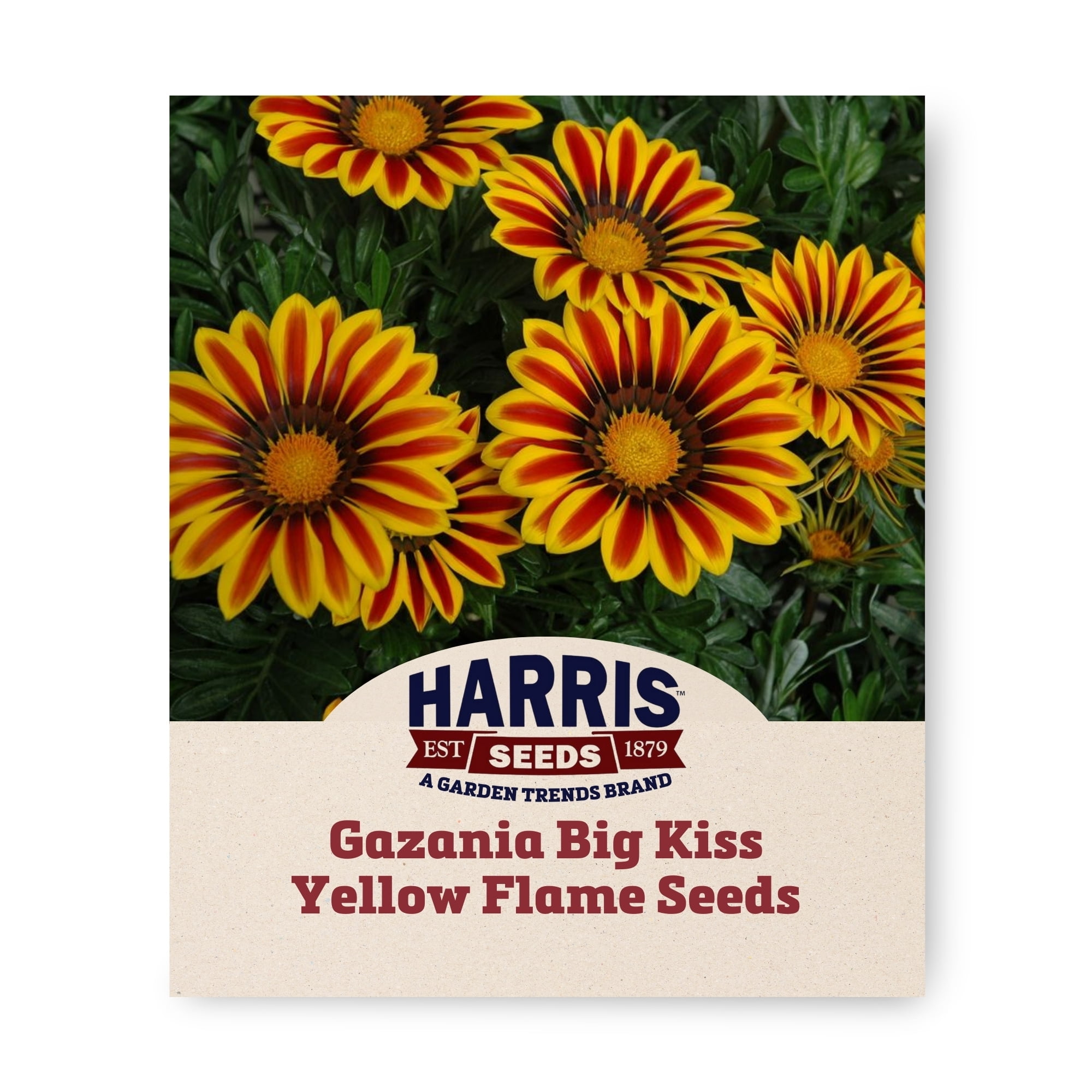 Harris Seeds - Gazania Big Kiss Yellow Flame F1 Seeds - Extra-Large ...