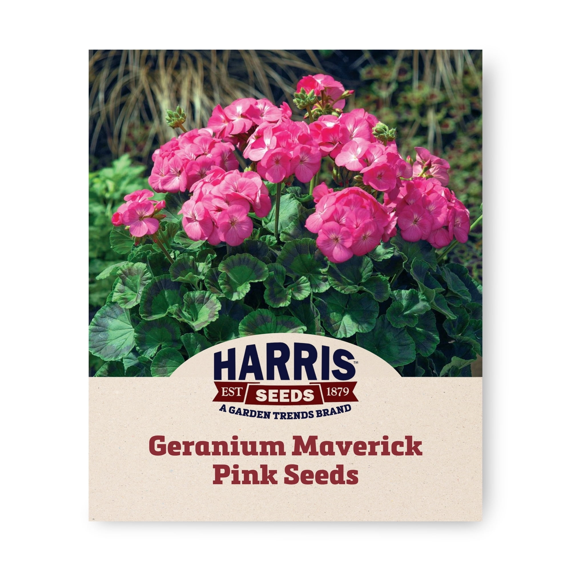 Harris Seeds - Geranium Maverick Pink F1 Seeds - Large Blooms - 100 ...