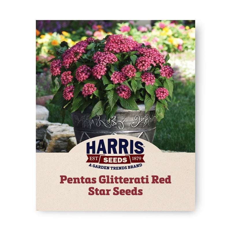 Harris Seeds Glitterati 10 Pentas Plant Seeds, Distinctive star pattern ...
