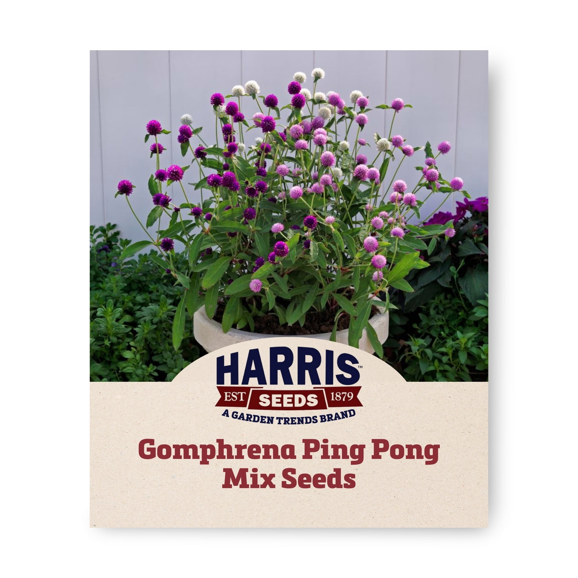 Gomphrena Ping Pong Mix Seed for Planting - NON-GMO, Drought Tolerant ...