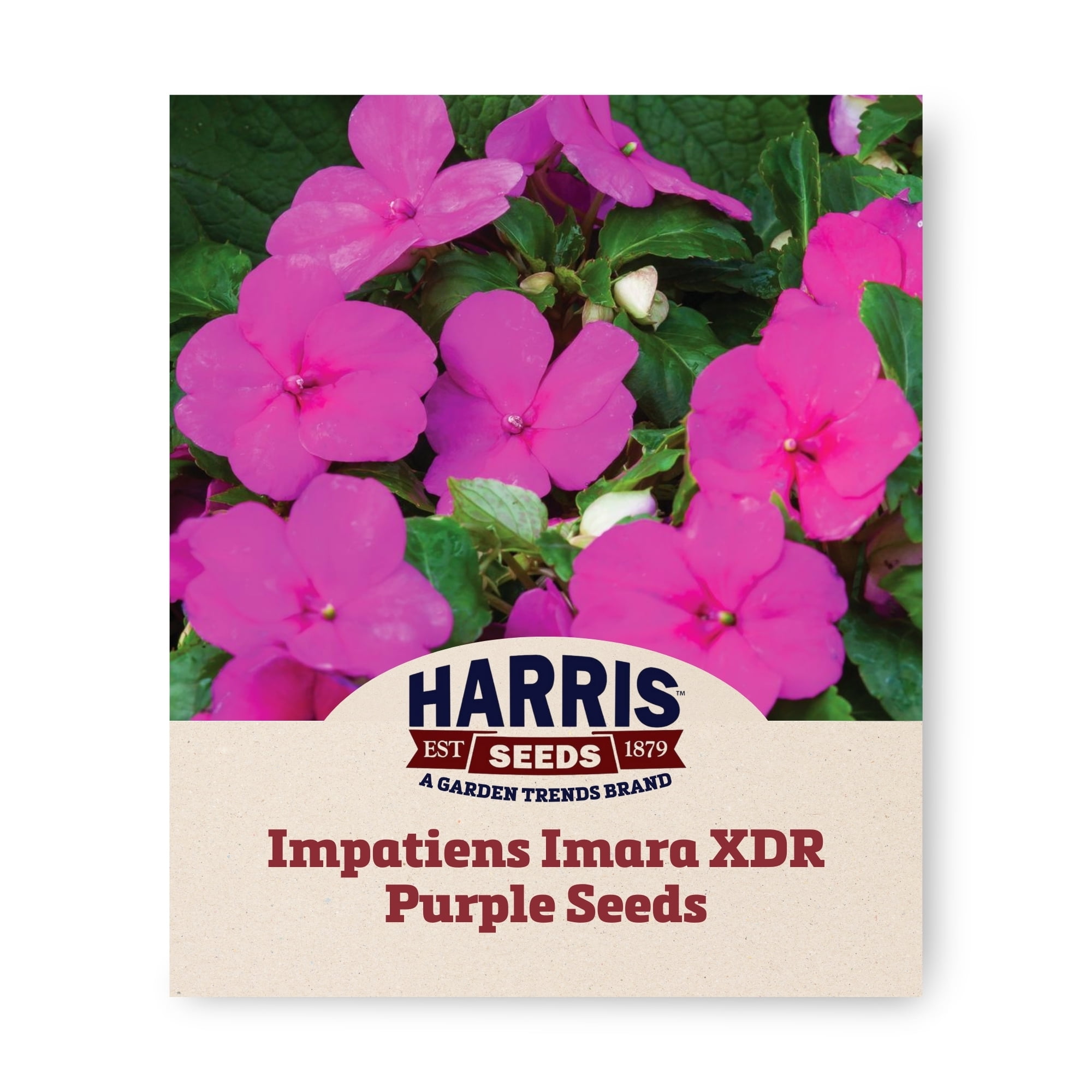 Harris Seeds - Impatiens Imara XDR Vibrant Purple Flower F1 - 250 Seeds ...