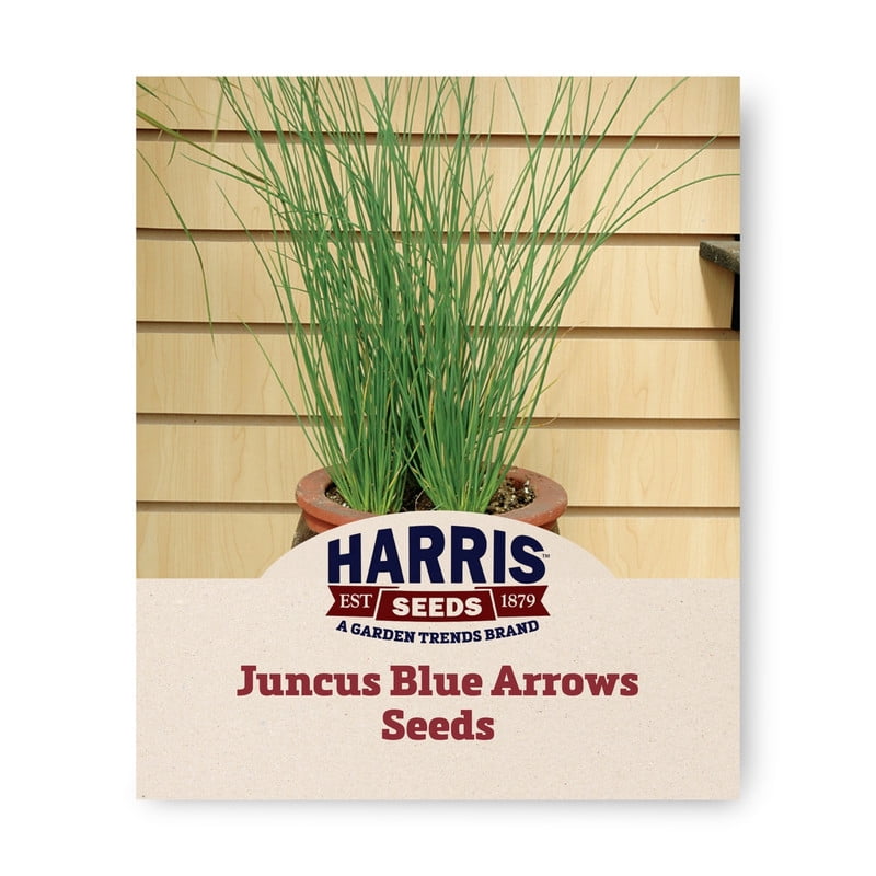 Harris Seeds - Juncus Blue Arrows Seeds - Upright Grass for Gardens and ...
