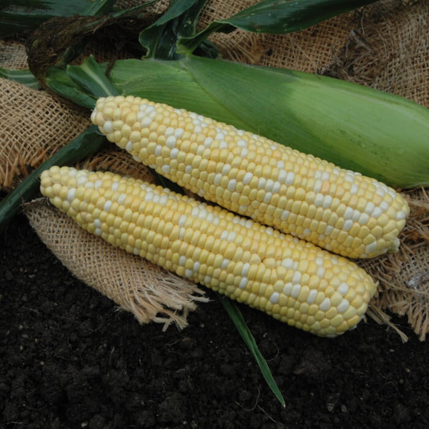 Harris Seeds - Sweet Corn Seeds Kickoff Xr Variety Bicolor Kernels ...
