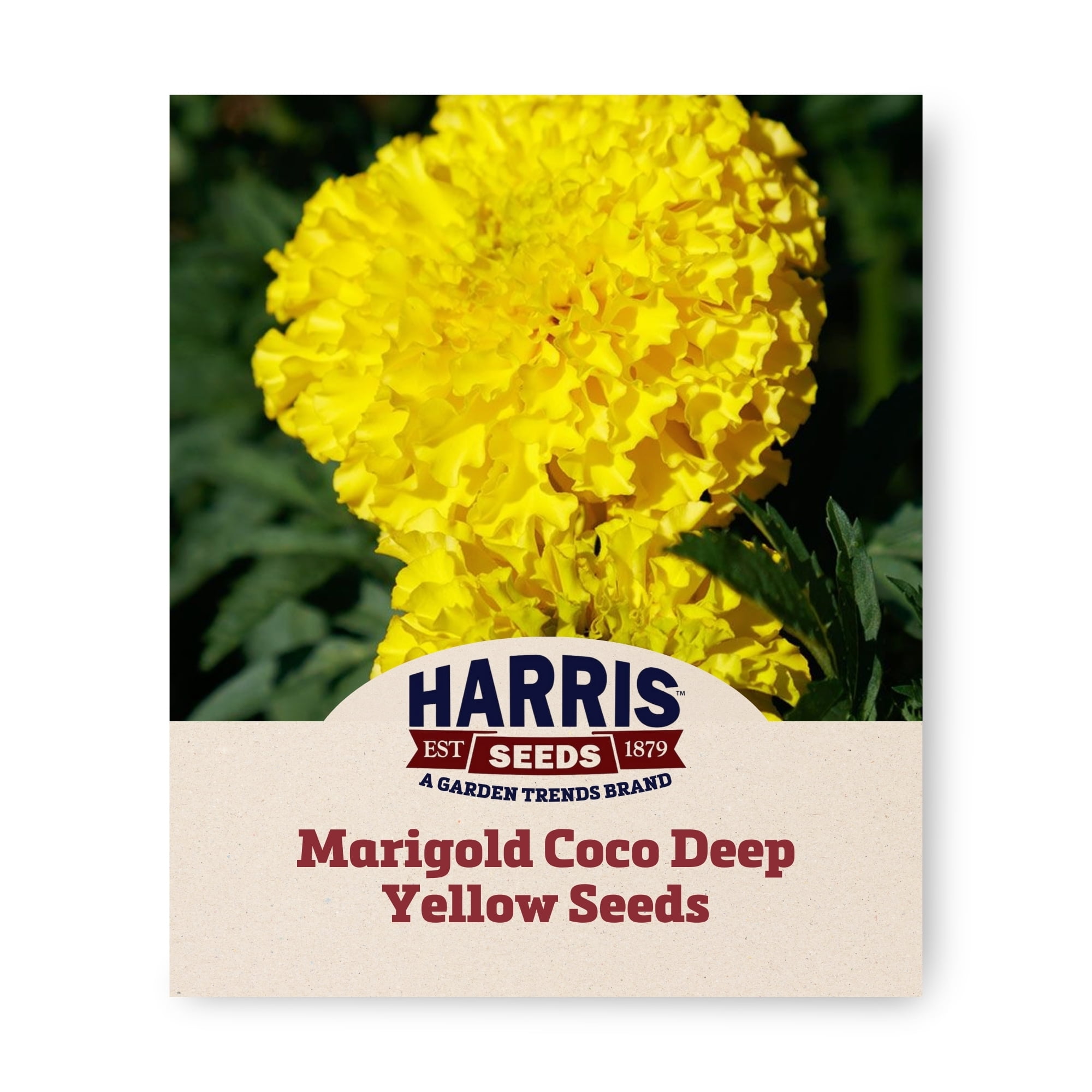 Harris Seeds - Marigold Coco Deep Yellow Seeds - Big Bold Blooms - 250 ...