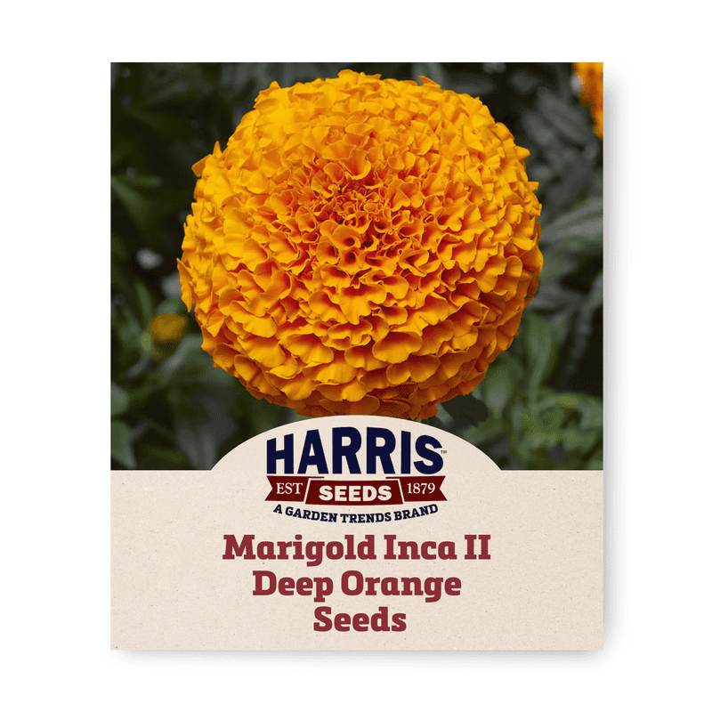 Harris Seeds - Marigold Inca II Deep Orange - F1 Variety - Non-GMO 250 ...
