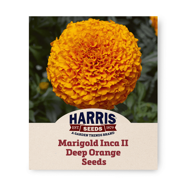 Harris Seeds - Marigold Inca II Deep Orange - F1 Variety - Non-GMO 250 ...