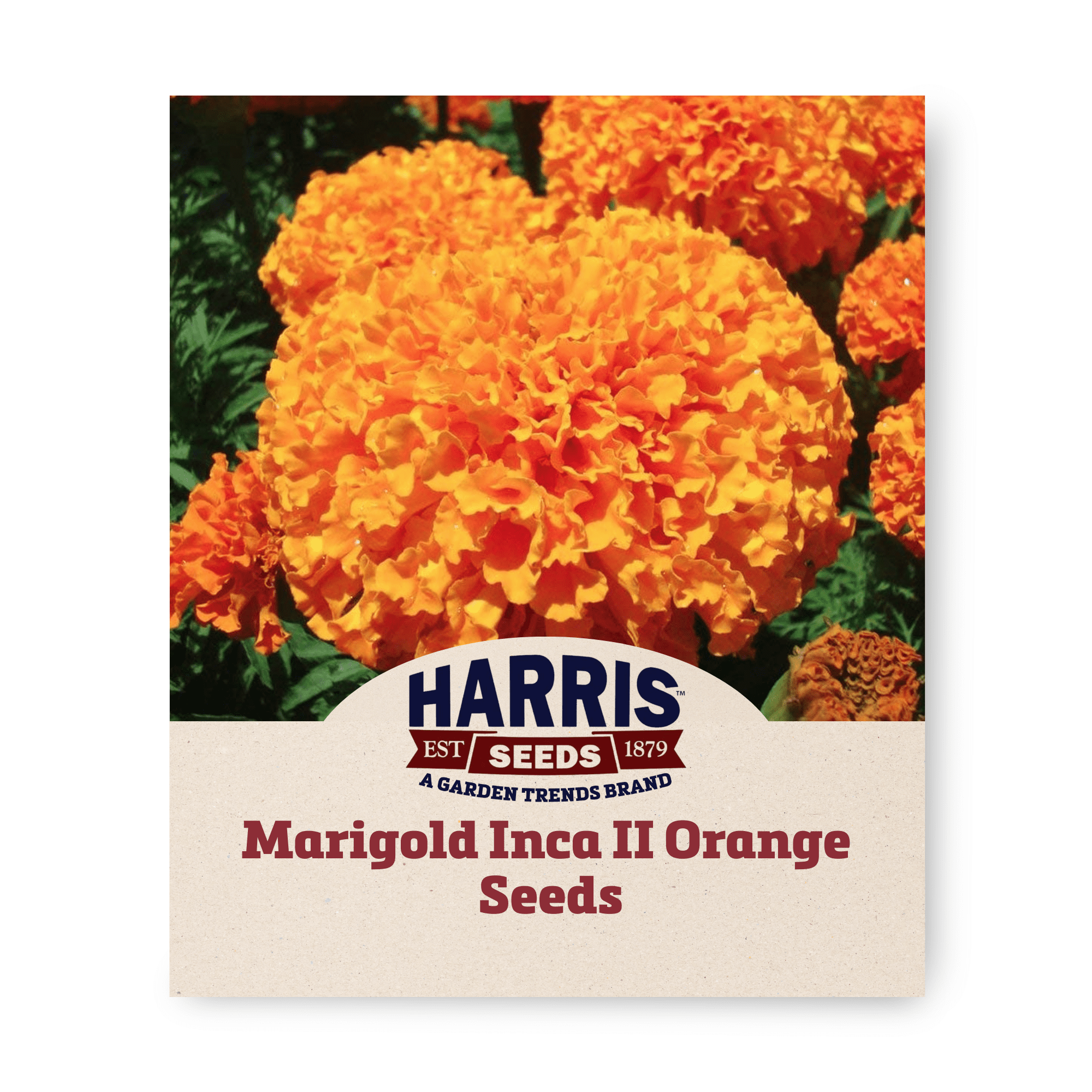 Harris Seeds - Marigold Inca II Orange - F1 Variety - Non-GMO 250 Seeds ...