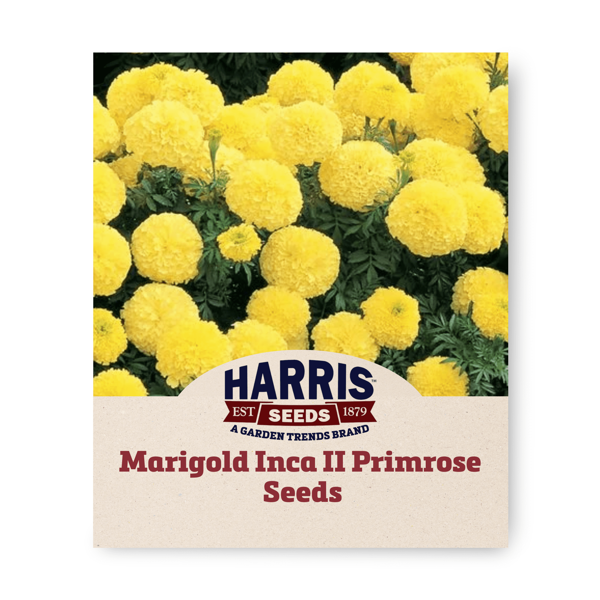 Harris Seeds - Marigold Inca II Primrose - F1 Variety - Non-GMO 250 ...