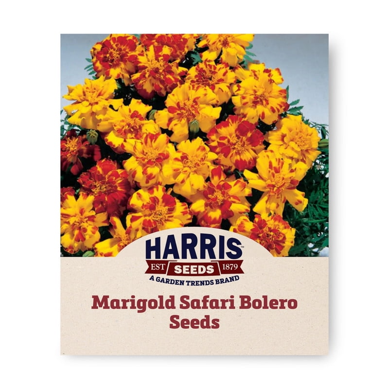 Harris Seeds - Marigold Safari Bolero Seeds - Extra-Large Flowers - 500 ...
